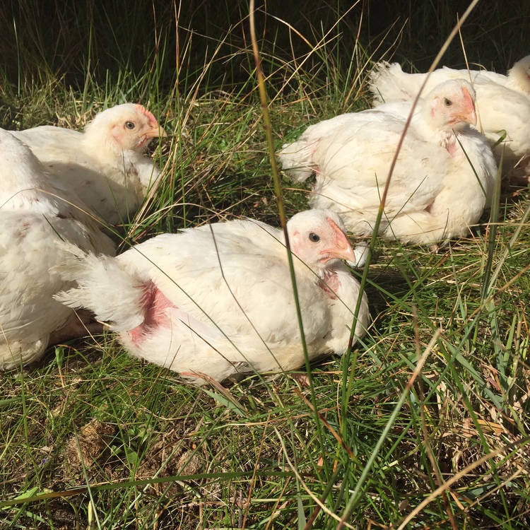 Nomad Farms Pastured Chicken - Adelaide Showgrounds Farmers Market