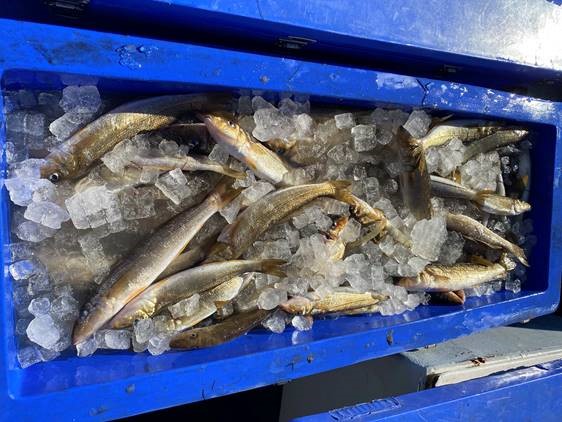 The Local Fish - Adelaide Showgrounds Farmers Market